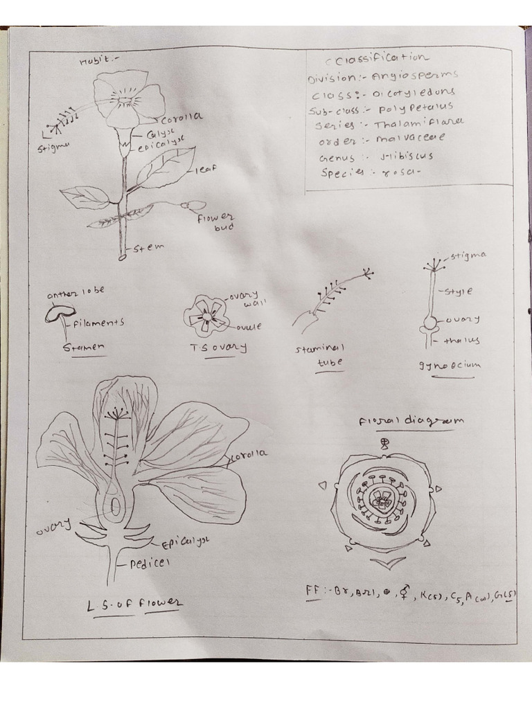 Aman Shah (Practical 1) | PDF