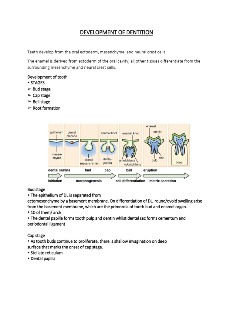 DEVELOPMENT OF DENTITION | PDF | Tooth | Dentistry Branches