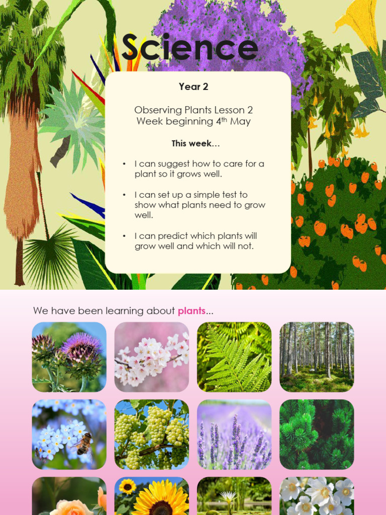 Lesson-Presentation-Seeds-and-Bulbs-pdf | PDF | Seed | Germination