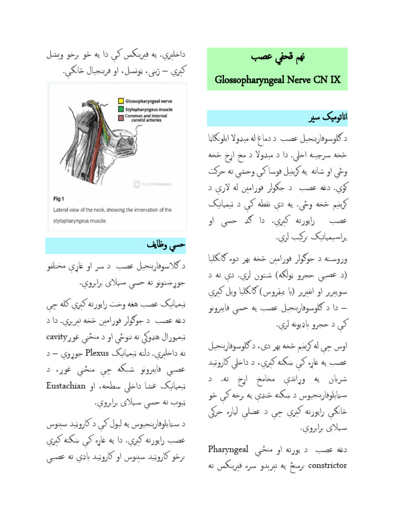 Glossopharyngeal Nerve CN IX | PDF