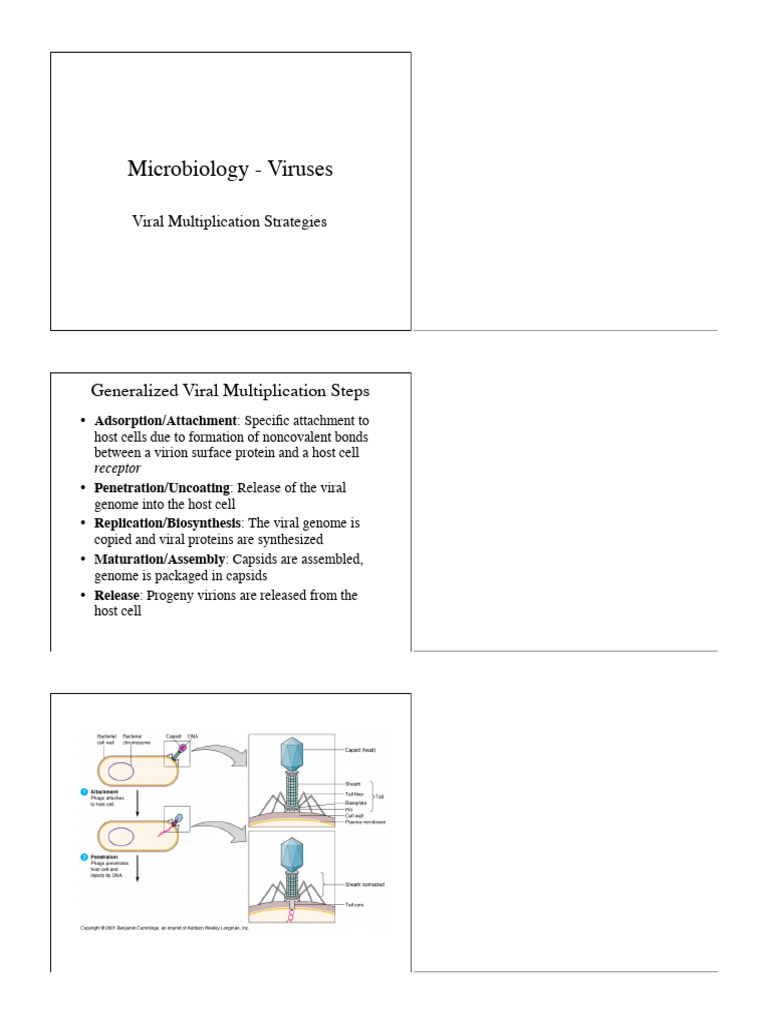 Viral Multiplication Explained | PDF