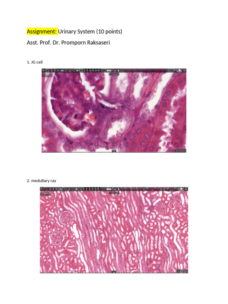 Assignment Urinary System | PDF