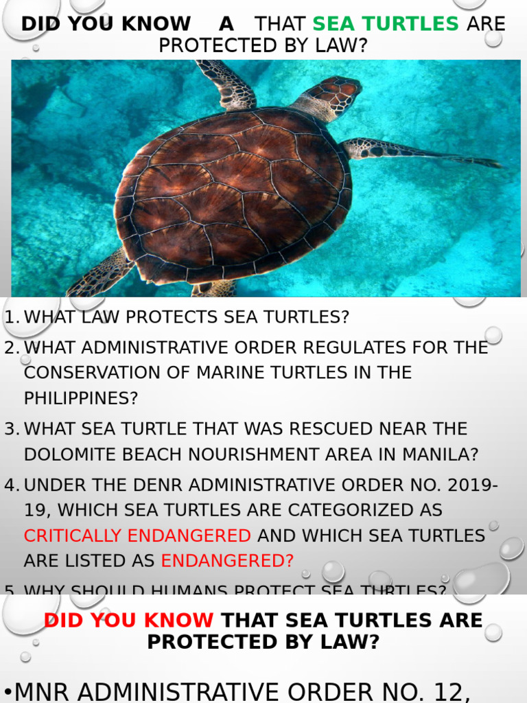 Enrel Report - Turtles Dolphins | PDF | Sea Turtle | Turtle
