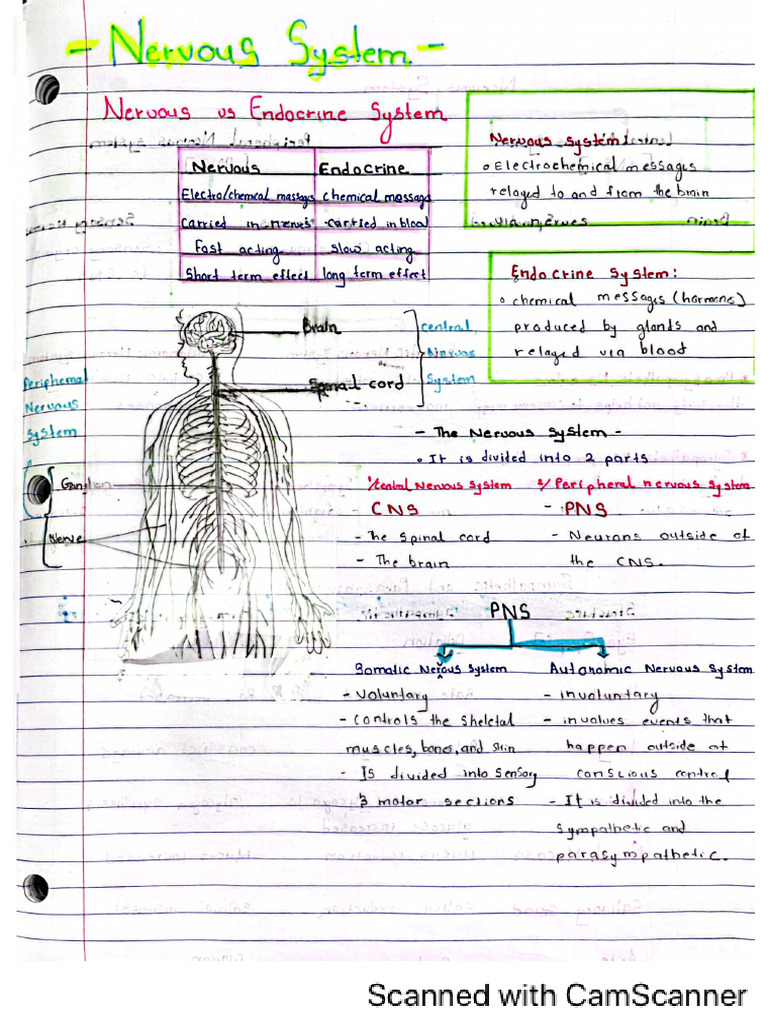 The Nervous System | PDF