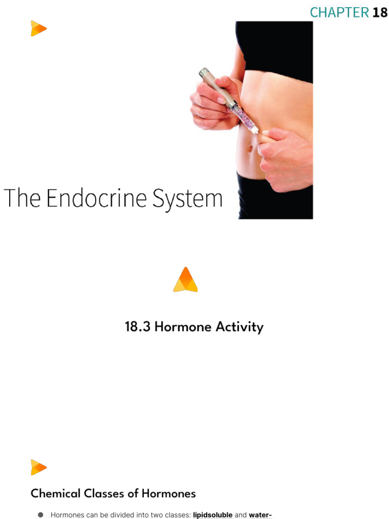 Chapter 18 - Endocrine System | PDF | Adrenal Gland | Pancreas