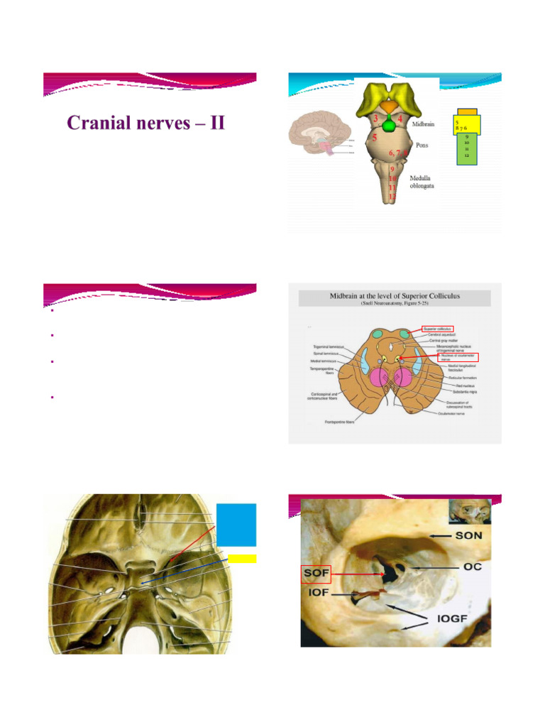 Cranial nerves II | PDF | Otorhinolaryngology | Neuroanatomy