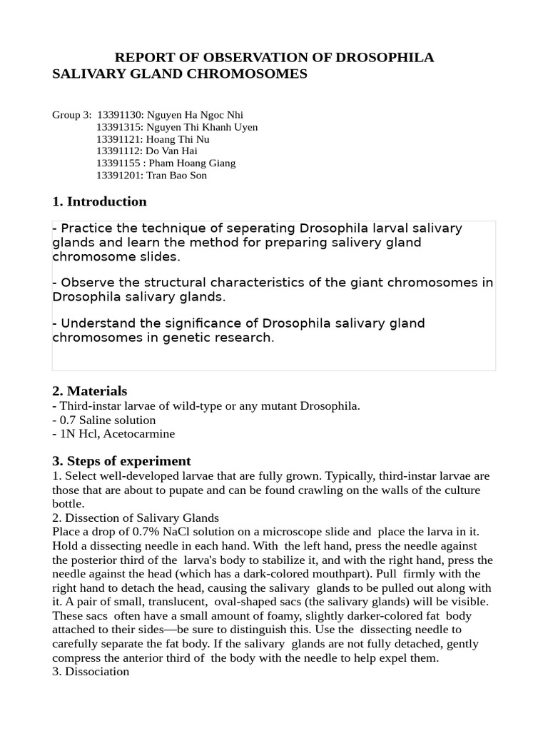 Report of Observation of Drosophila Salivary Gland Chromosomes | PDF ...