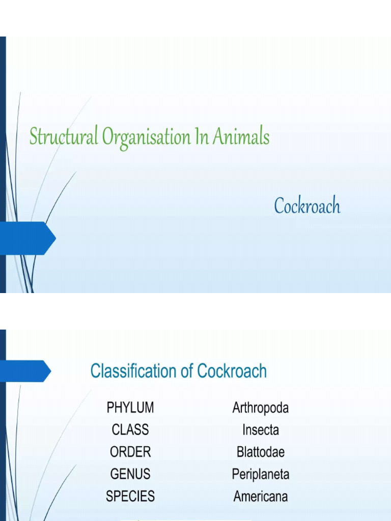 Cockroach | PDF
