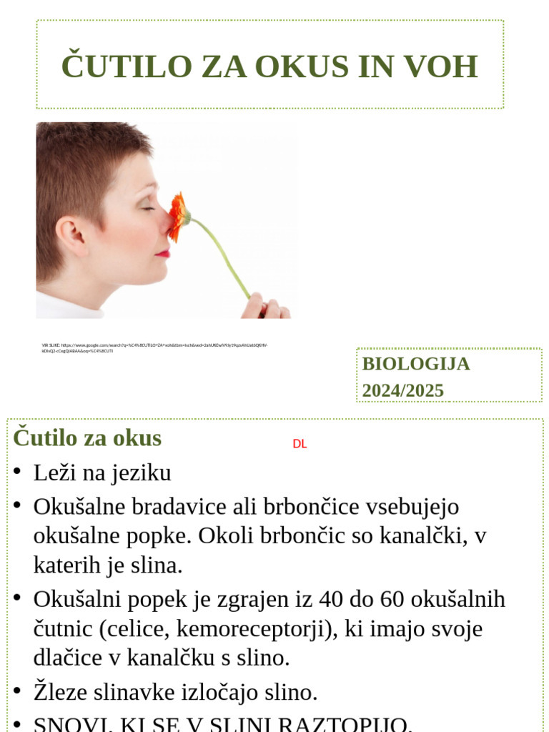Čutilo Za Voh in Okus | PDF