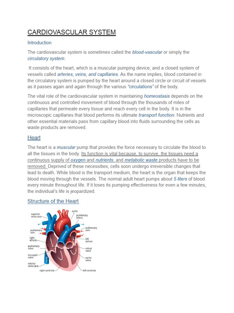 Anatomy - Cardiovascular System | PDF | Heart | Heart Valve