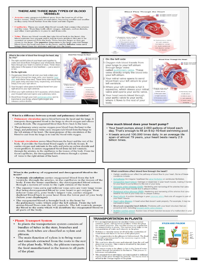 Transport and Circulation Process 094907 | PDF