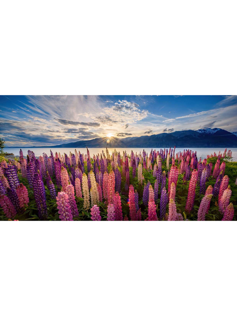 lupine-flowers-new-zealand-scenery-nature-4k-wallpaper-uhdpaper.com ...