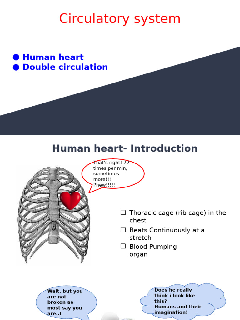 Human Heart and Circulatory System Overview | PDF | Atrium (Heart) | Heart