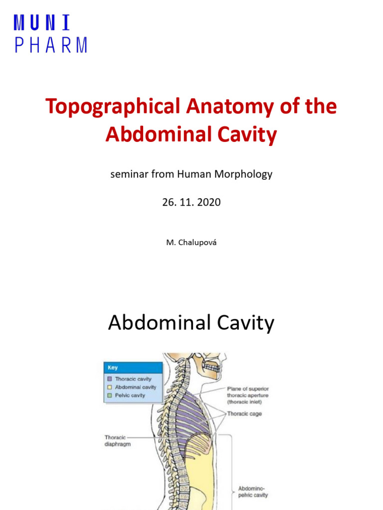 Abdominal Cavity Topographical Anatomy | PDF