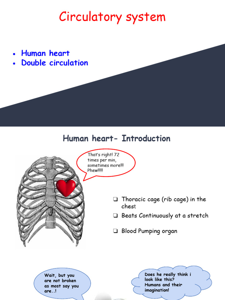 Circulatory system | PDF | Atrium (Heart) | Heart