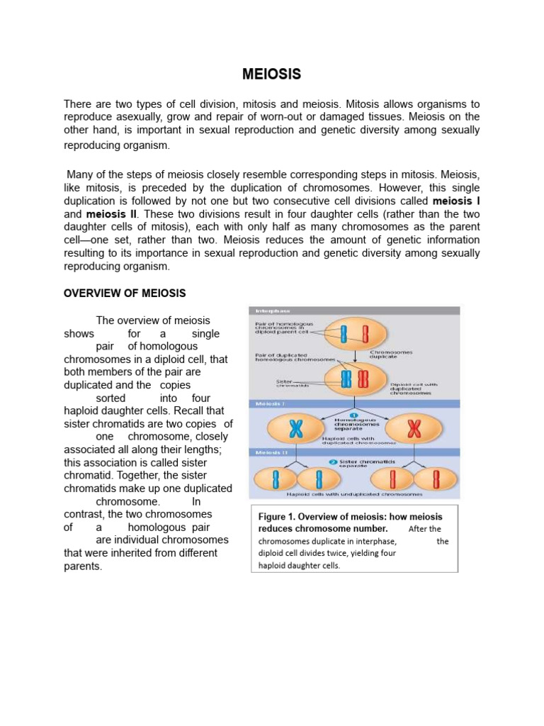 MEIOSIS.notes | PDF | Meiosis | Mitosis