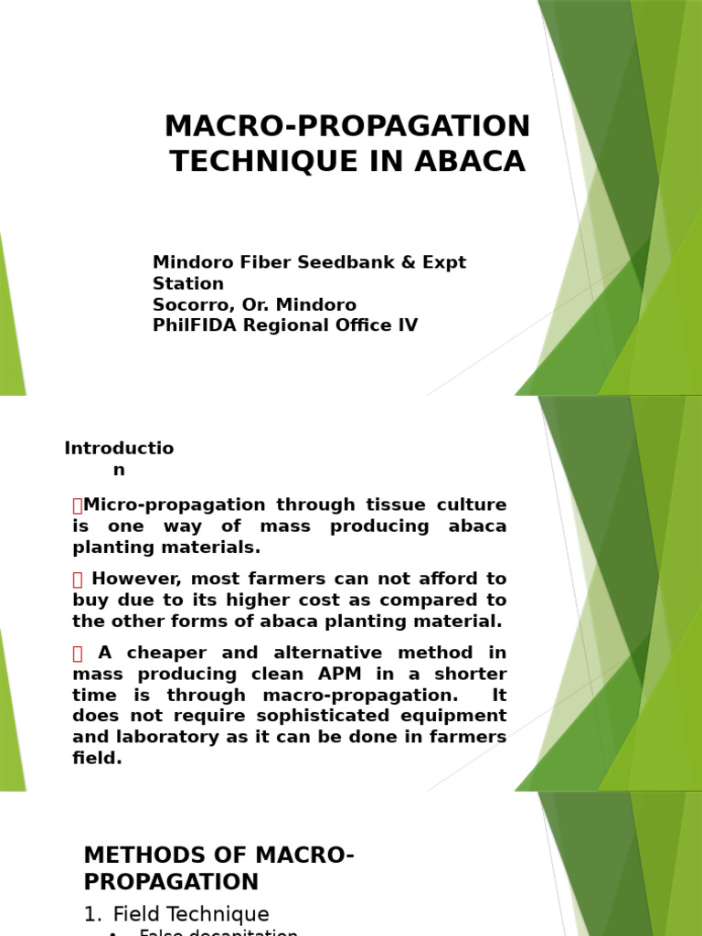 Abaca Macro Propagation RegionIV | PDF | Seedling | Botany
