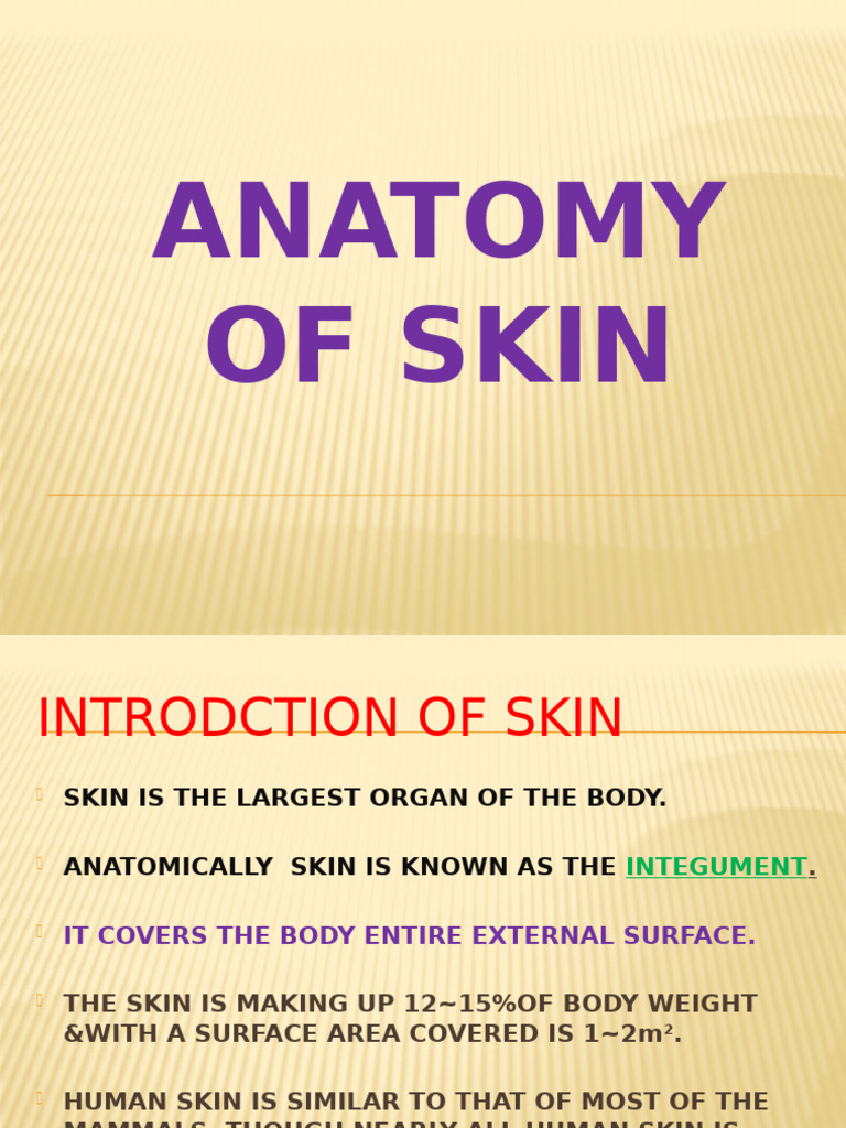 Anatomy and Physiology of Skin | PDF | Skin | Epidermis