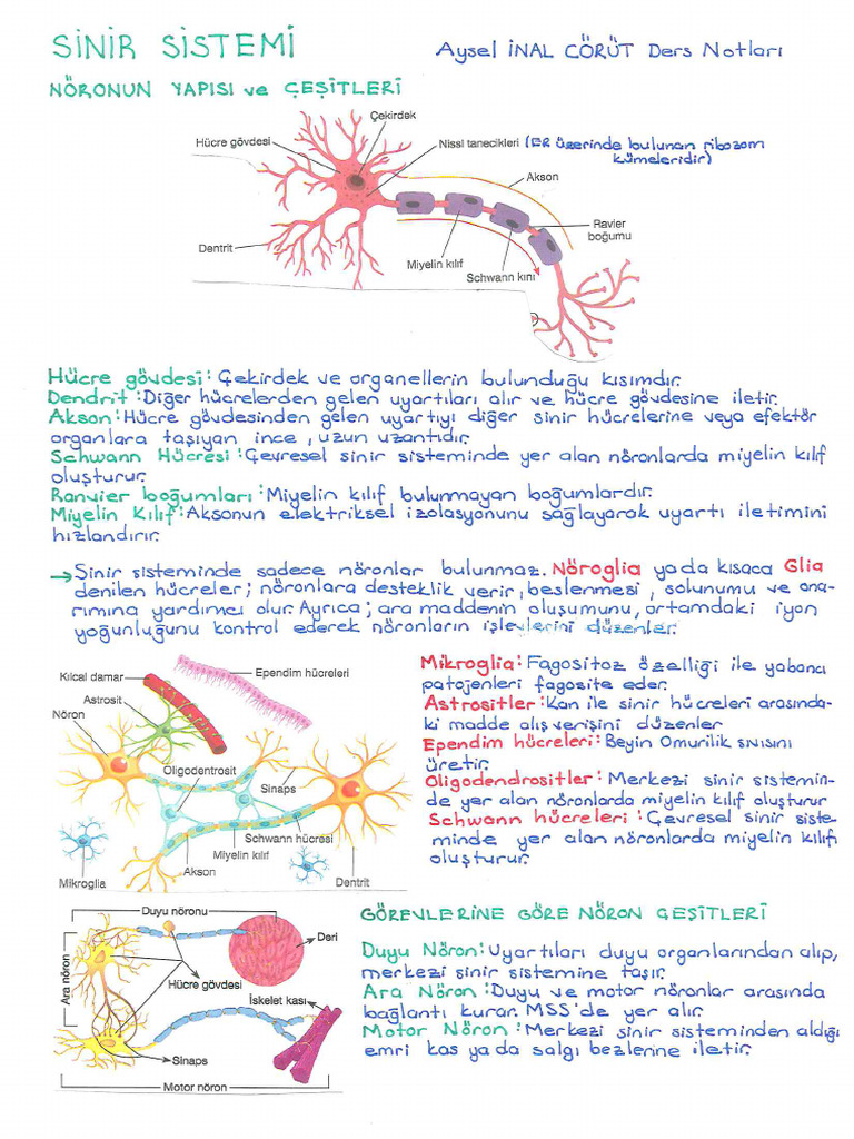 1-SİNİR SİSTEMİ-1 | PDF