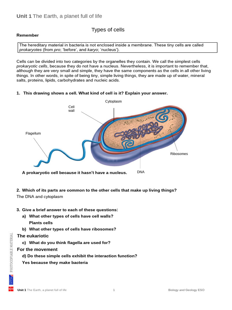 Types of Cells 1 | PDF