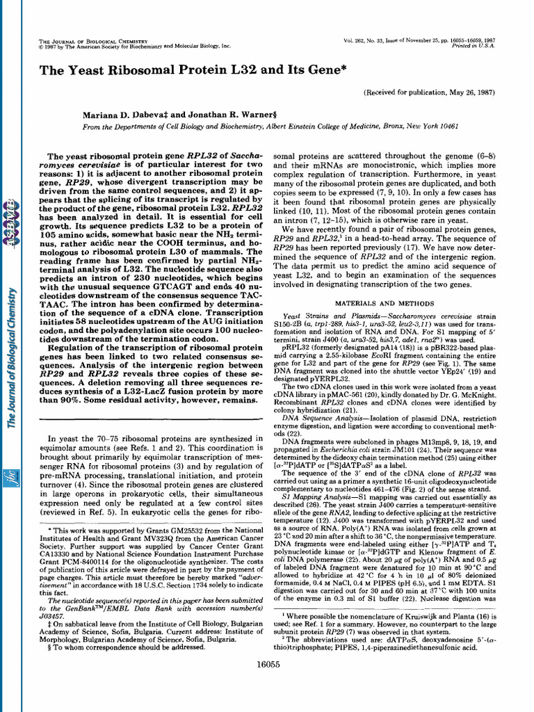 REVIEW - Yeast L32 and Its Gene | PDF | Rna Splicing | Gene