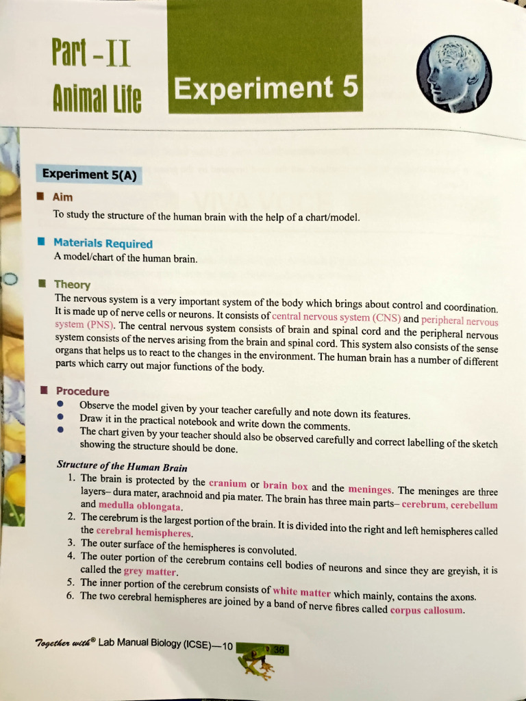 Part 2 Animal life lab | PDF | Ear | Atrium (Heart)