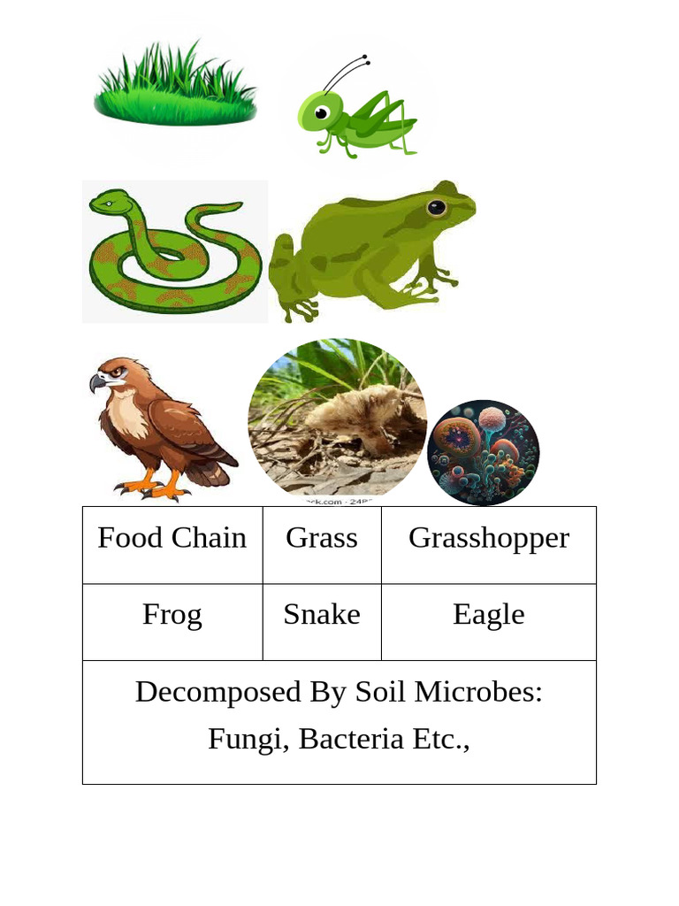 Food Chain | PDF