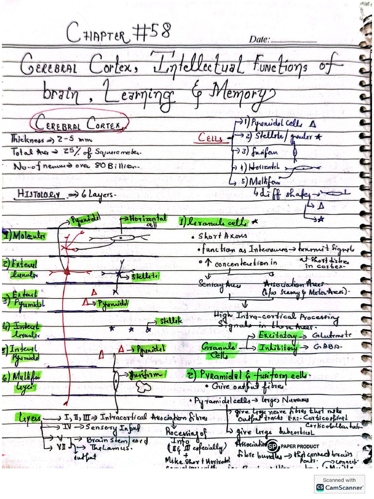 Chap 58 notes for neuroscience guyton | PDF
