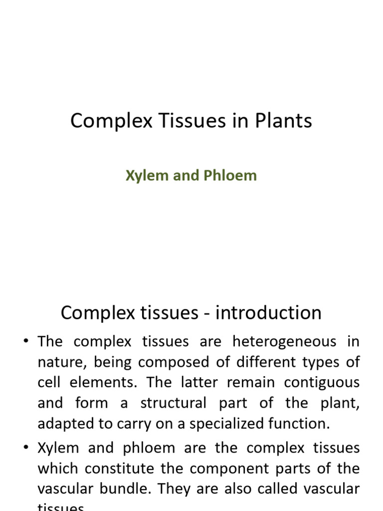 Understanding Plant Xylem and Phloem | PDF | Tissue (Biology) | Plant Stem
