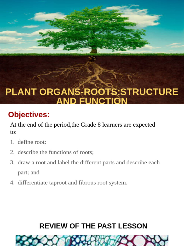 Classroom-Observation-Plant-Organs_-Roots_-Structure-and-Function | PDF ...