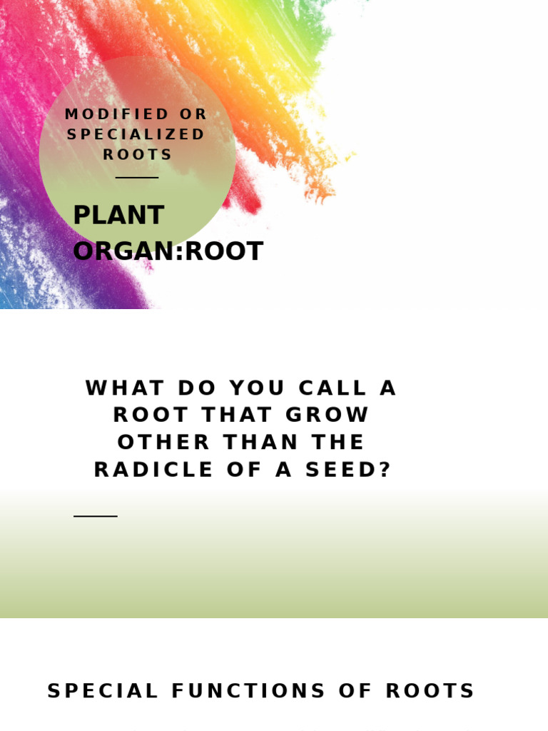 MODIFIED-OR-SPECIALIZED-ROOTS-ppt. | PDF