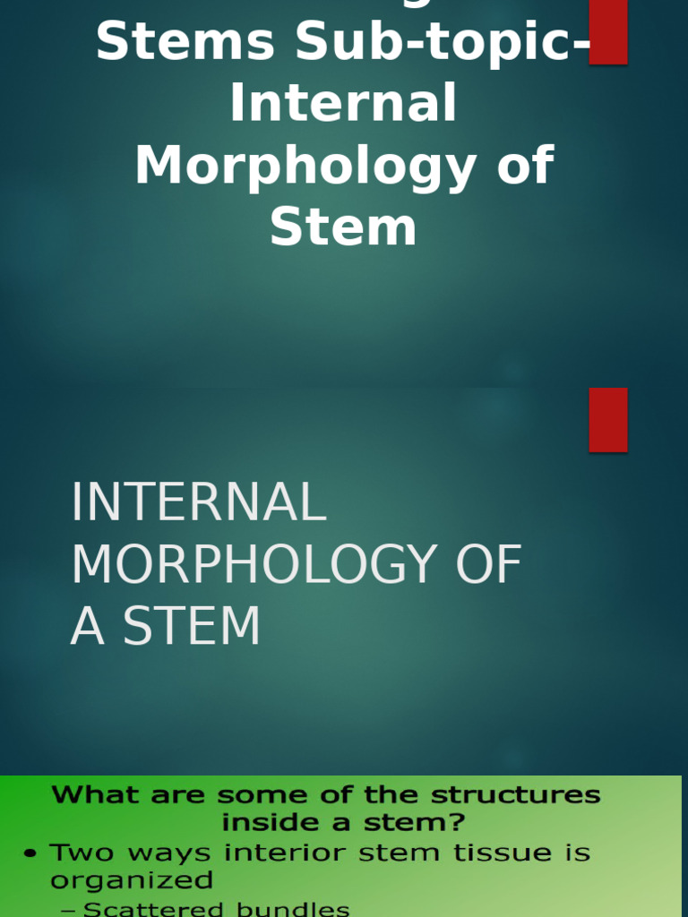 Plant Stem Inetrnal Morphology of Stem | PDF | Plant Stem | Anatomy