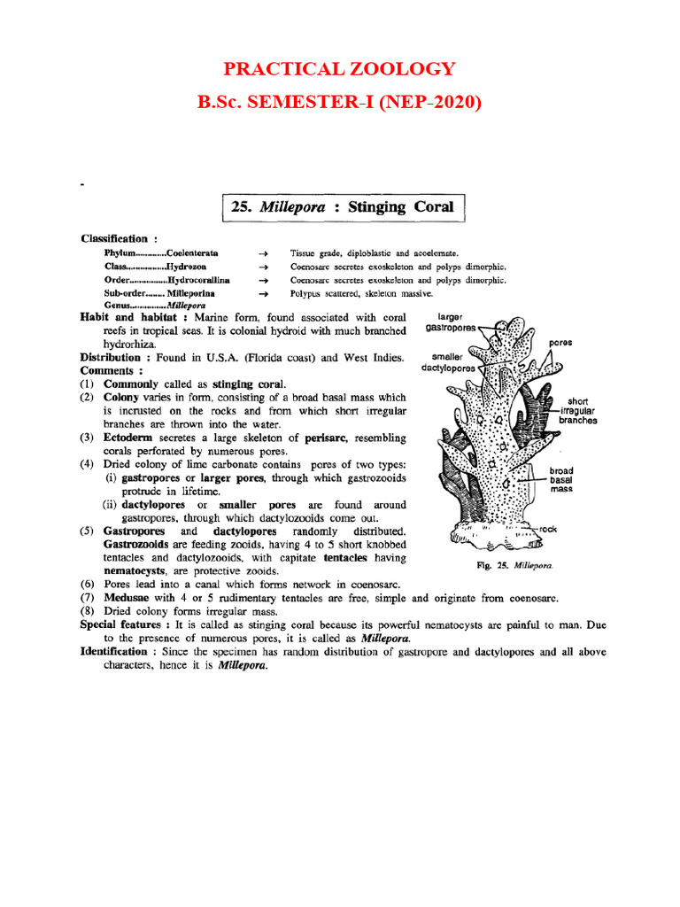 Practical Zoology Bsc-i Sem | PDF | Whales | Penguin