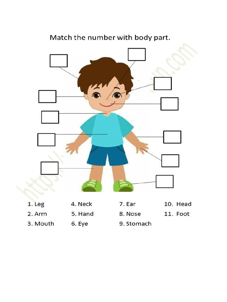 Body Part Worksheet English | PDF