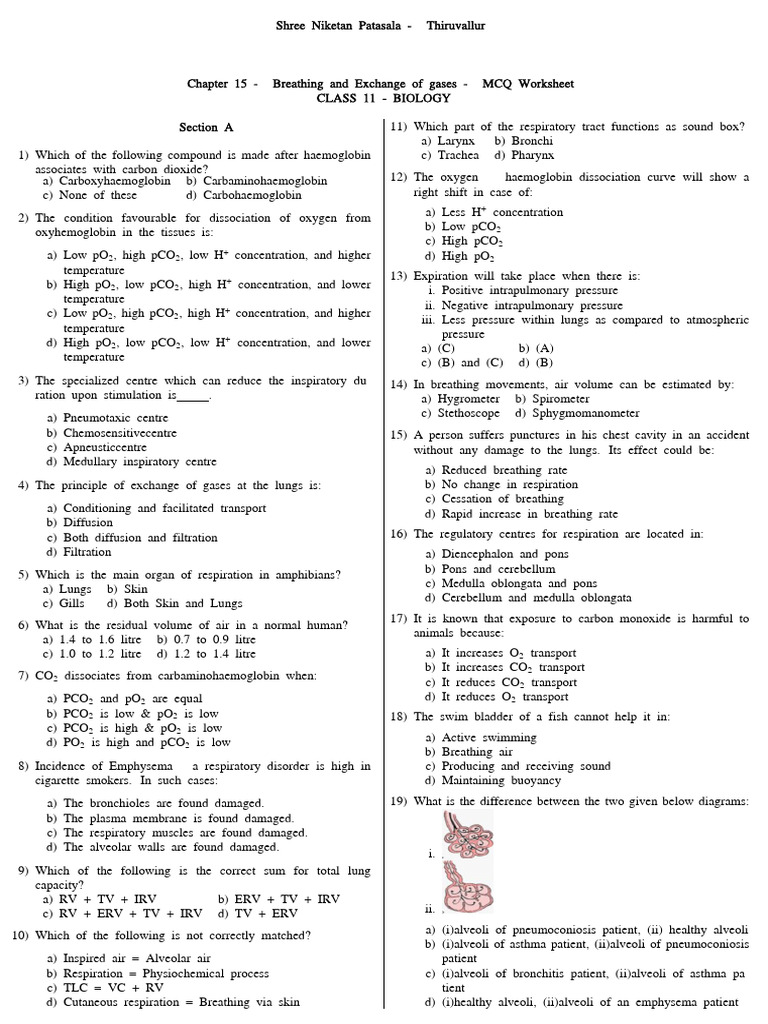 Chapter 15 - MCQ Worksheet | PDF | Respiratory System | Breathing