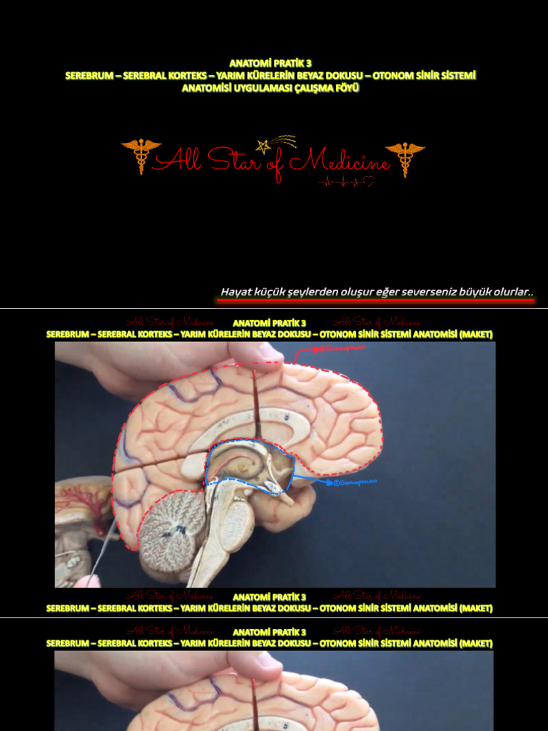 Anatomi Pratik 3 - Serebrum, Serebral Korteks, Yarım Kürelerin Beyaz ...