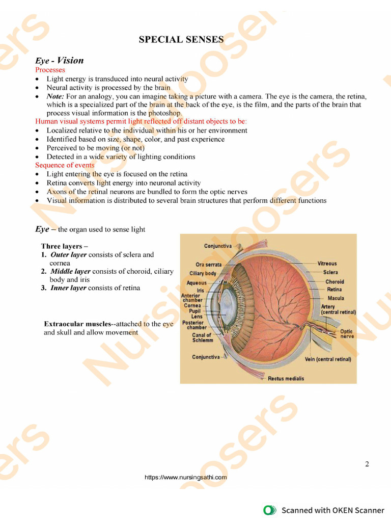 Special Senses | PDF