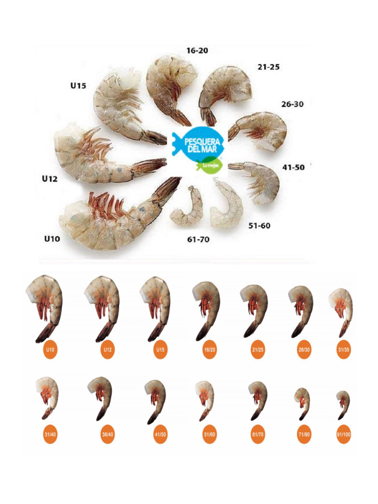 Tallas Camarones | PDF
