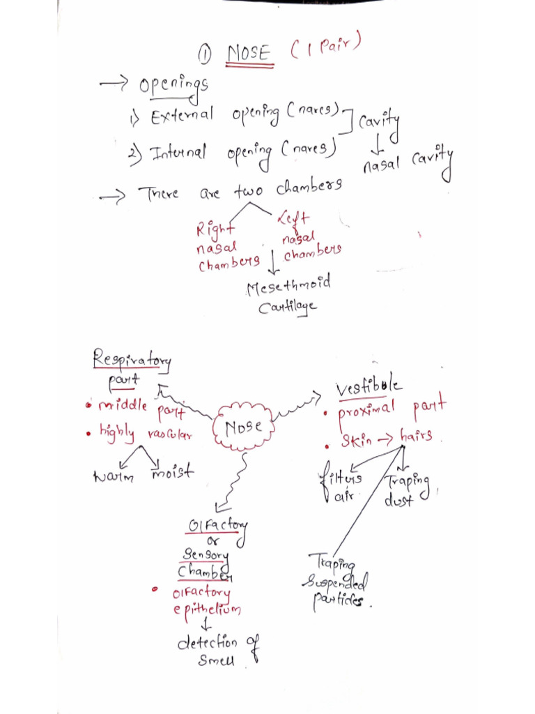 8. Respiration and Circulation Notes by NIE | PDF