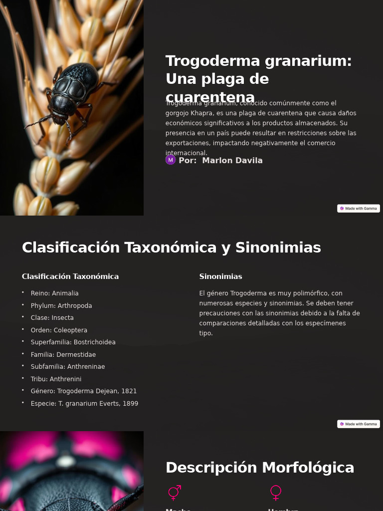 Trogoderma Granarium Una Plaga de Cuarentena | PDF | Plaga (organismo ...