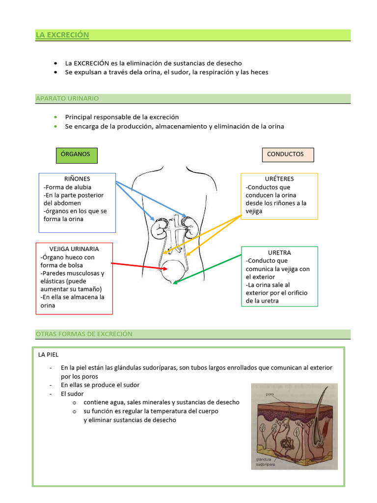 Excreción: Funciones y Órganos Clave | PDF | Excreción | Urología