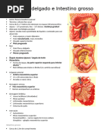 Anatomia e Função do Cólon e Reto | PDF | Colonoscopia | Anatomia