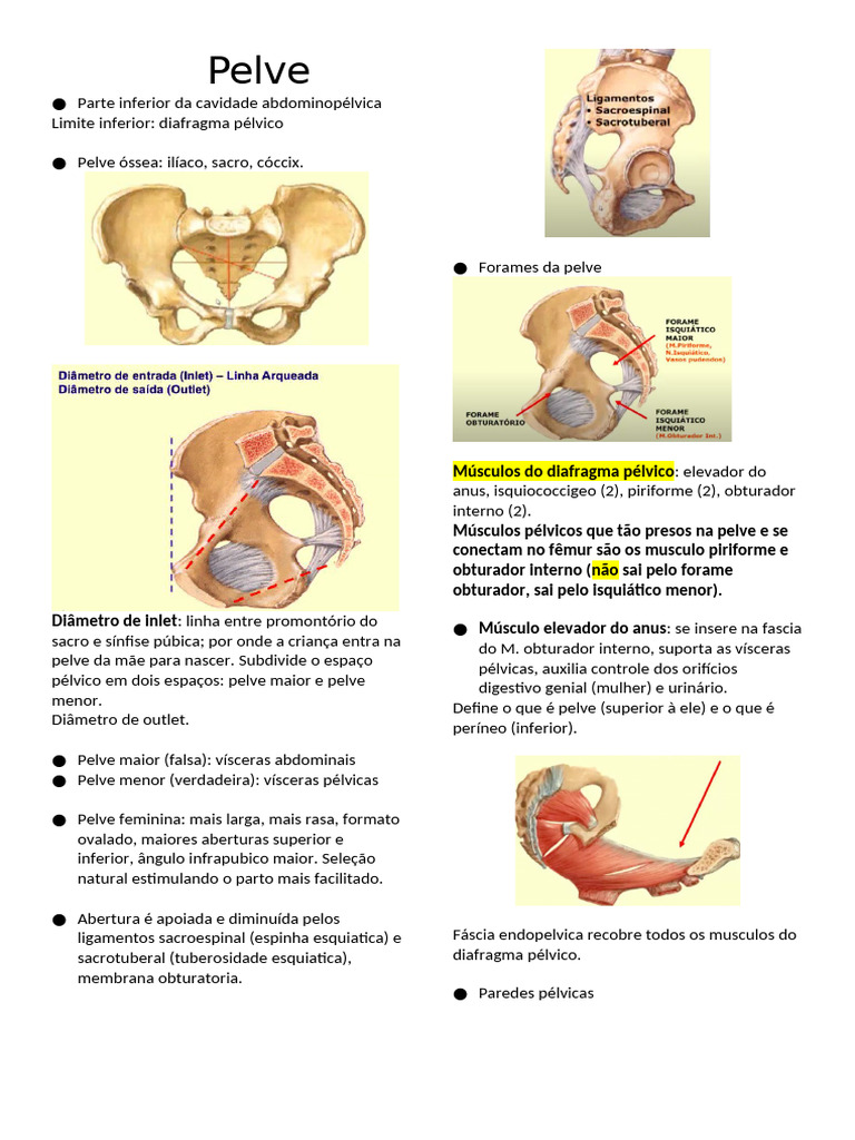 Anatomia da Pelve e Espinha Isquiática | PDF | Pélvis | Rim