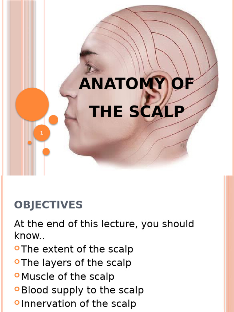 Anatomy of The Scalp | PDF | Forehead | Human Anatomy
