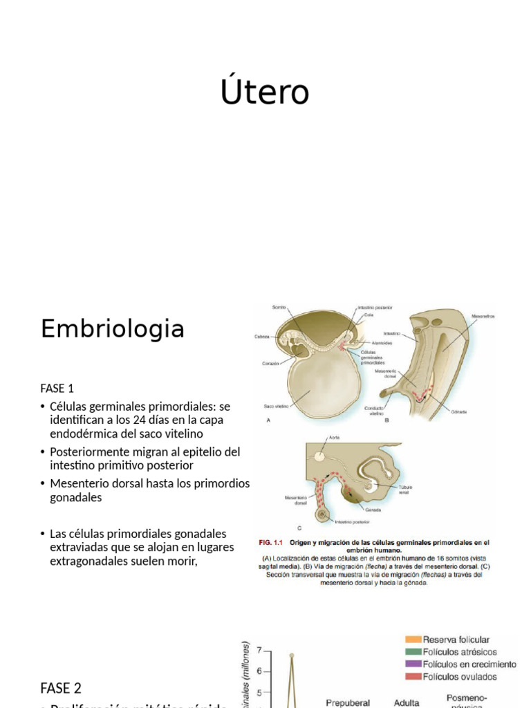 utero1 (1) | PDF | Útero | Morfología (biología)