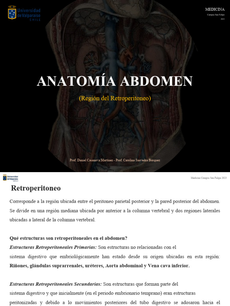 Anatomía del Retroperitoneo Abdominal | PDF | Riñón | Abdomen