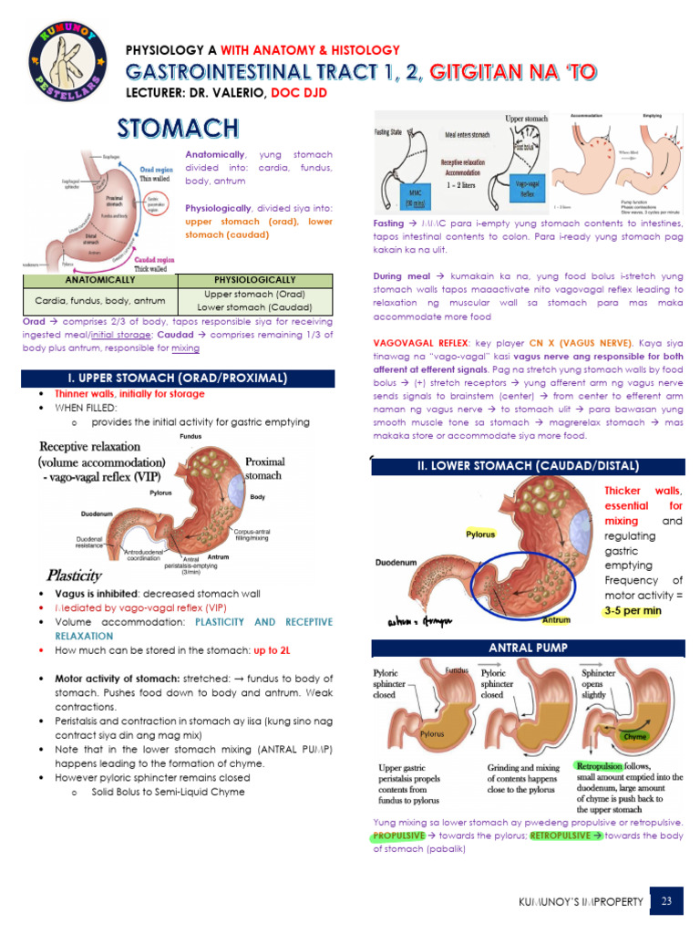 3.1 Gastrointestinal Physiology I II Part 2 Doc V | PDF | Stomach ...