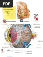Anatomía de la Región Ciliar | PDF | Fluido cerebroespinal | Sistema ...