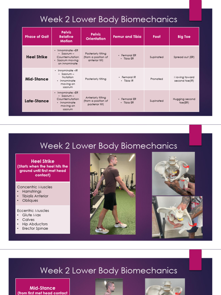 Week 2 Cheat Sheet Main Biomechanics Program 2023 | PDF | Pelvis ...