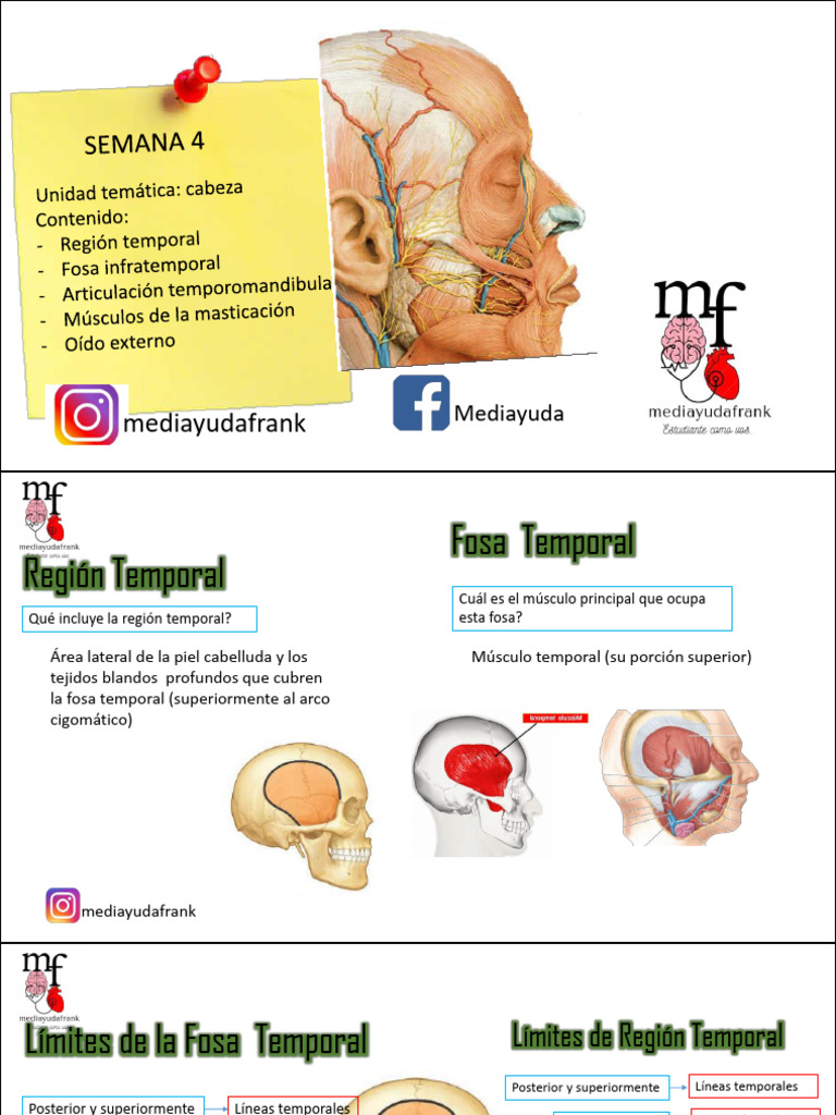 regiones temporal, fosa infra.. semana 4 | PDF | Articulación ...